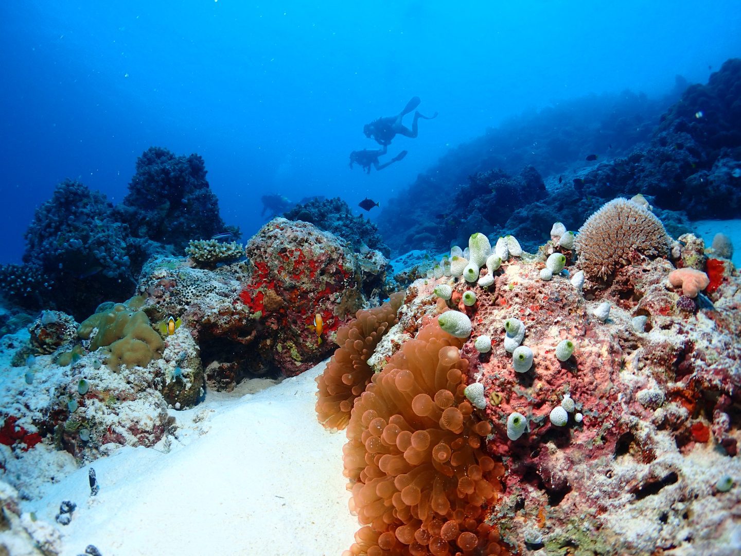 OCEAN DIVE CENTRE | Ocean Group